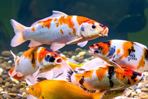 10 Most Expensive Koi Fish in the World (With Pictures) | Hepper Pet ...
