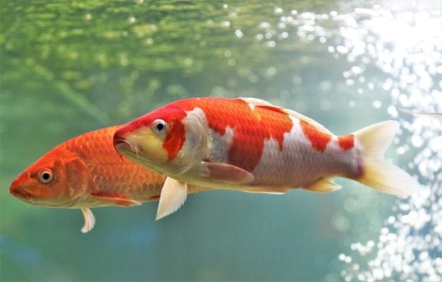 10 Most Expensive Koi Fish in the World (With Pictures) | Hepper Pet ...