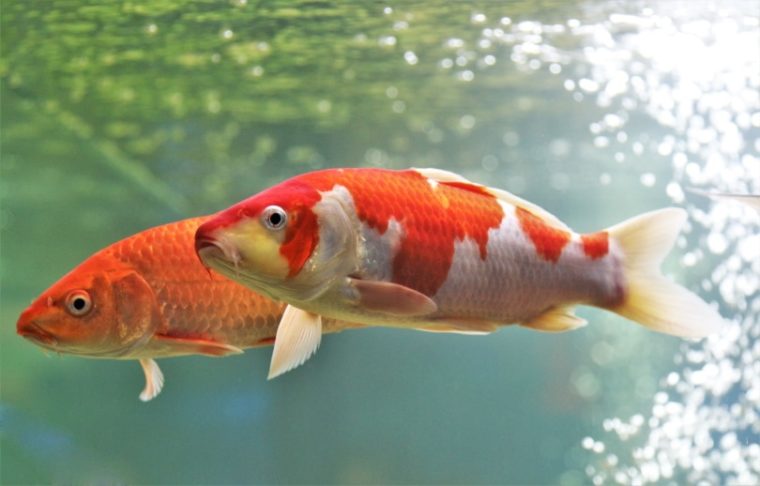 Breeding Koi Fish: Step By Step Guide | Hepper Pet Resources