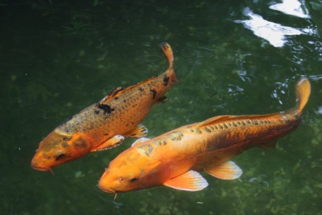 Breeding Koi Fish: Step By Step Guide | Hepper Pet Resources