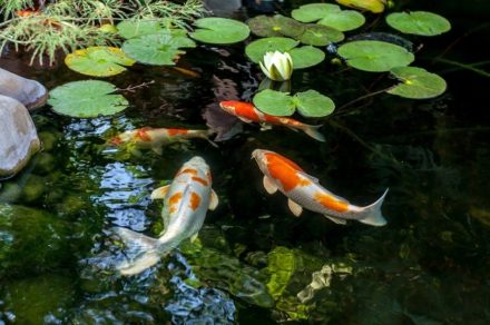 151 Fun Koi Fish Names for Every Color | Hepper Pet Resources