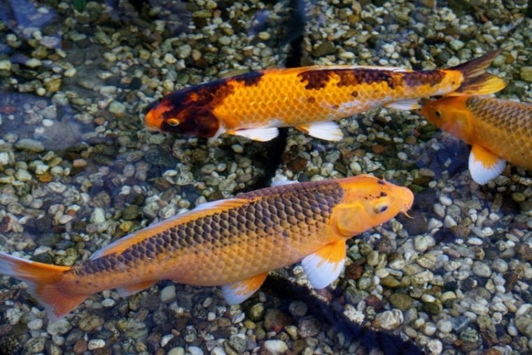 5 Great Tank Mates for Koi Fish (With Pictures) | Hepper Pet Resources
