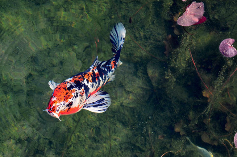 Koi vs Goldfish: Differences, Identification, & Photos | Hepper Pet ...