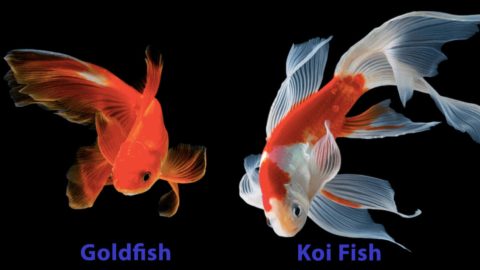 Goldfish Anatomy: Body, Eyes, Gills & More (Diagram Included) | Hepper ...