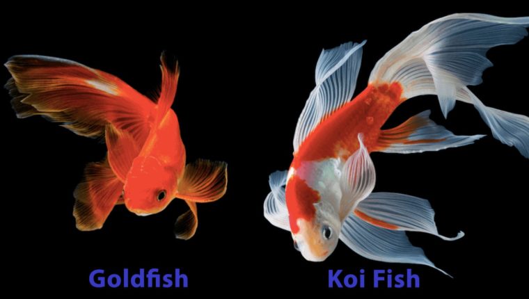 Goldfish Anatomy: Body, Eyes, Gills & More (Diagram Included) | Hepper ...