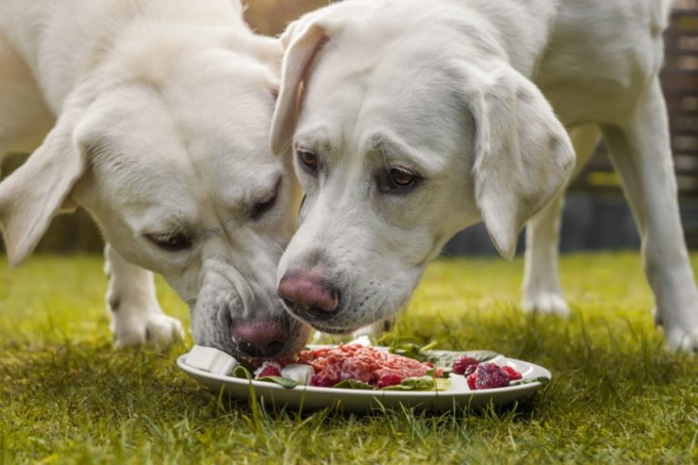 How to Correct Food Aggression in Dogs: 9 Vet-Approved Tips | Hepper ...
