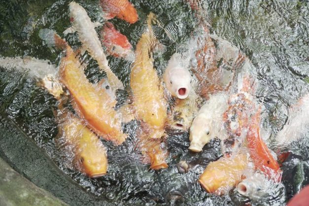 How Often to Feed Your Goldfish (& How Much): Feeding Guide | Hepper ...