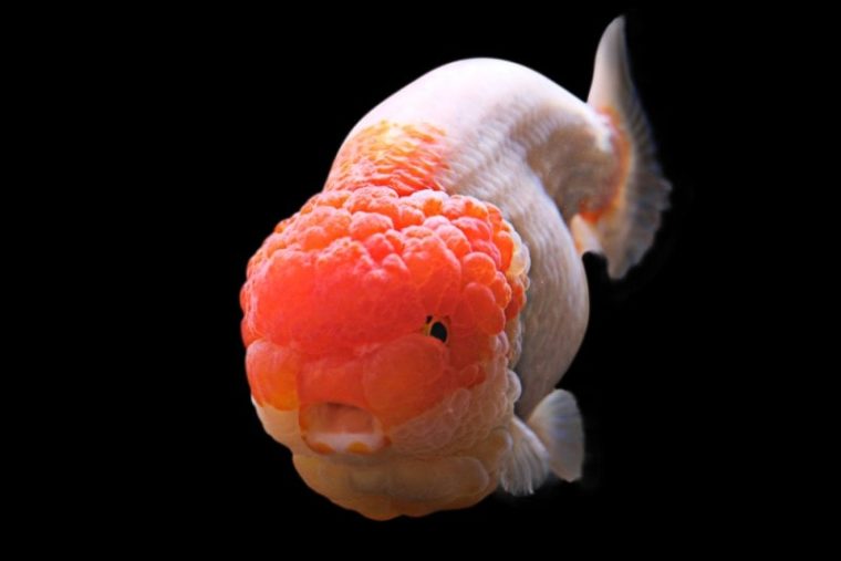 Ranchu Goldfish: Pictures, Care Guide, Varieties, Lifespan & More ...
