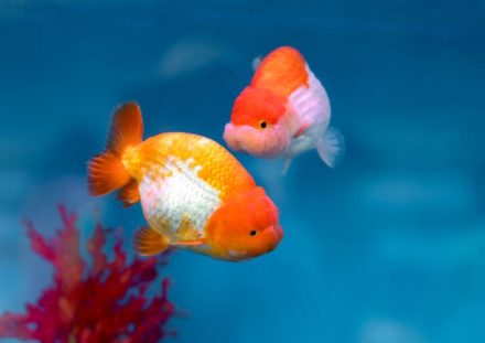 29 Types of Goldfish Breeds: Identification Guide (With Info & Pictures ...