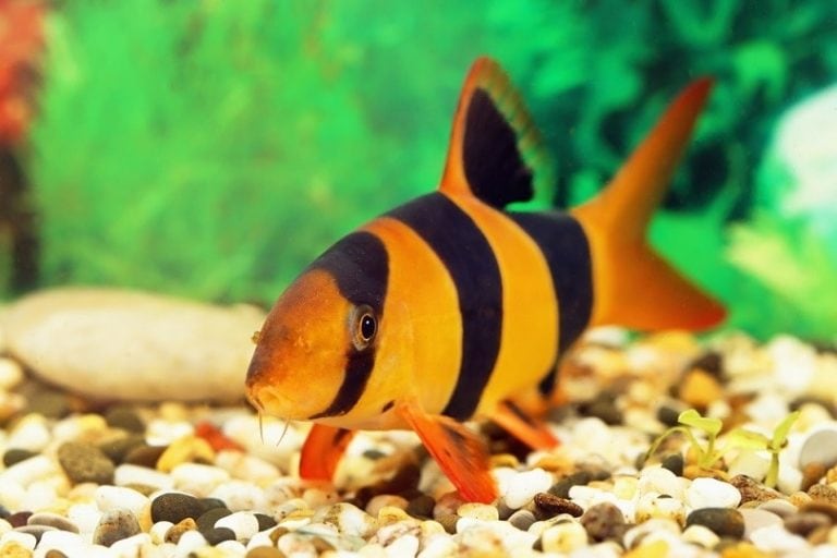 Loaches: Care Guide, Types, Lifespan & More (With Pictures) | Hepper ...