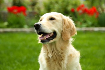 Long-haired Labrador: Info, Pictures, Traits & Facts | Hepper Pet Resources