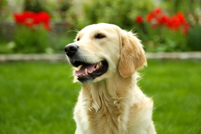 Long-haired Labrador: Info, Pictures, Traits & Facts | Hepper Pet Resources