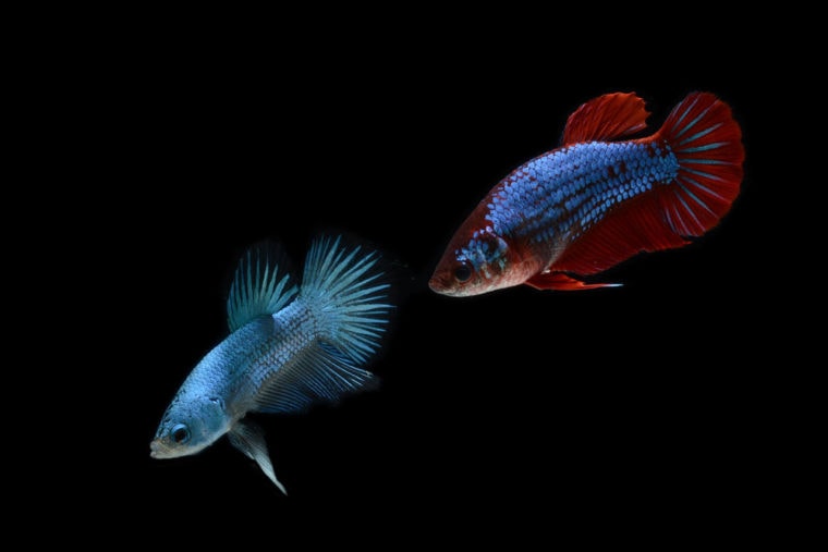 25 Types of Betta Fish: Breeds, Patterns, Colors & Tails (With Info ...