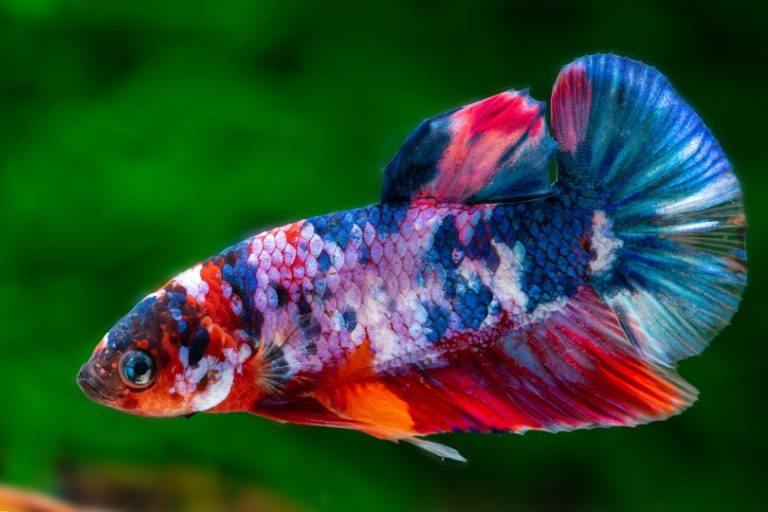 Green Betta Fish: Care Guide, Varieties, & Lifespan (With Pictures ...