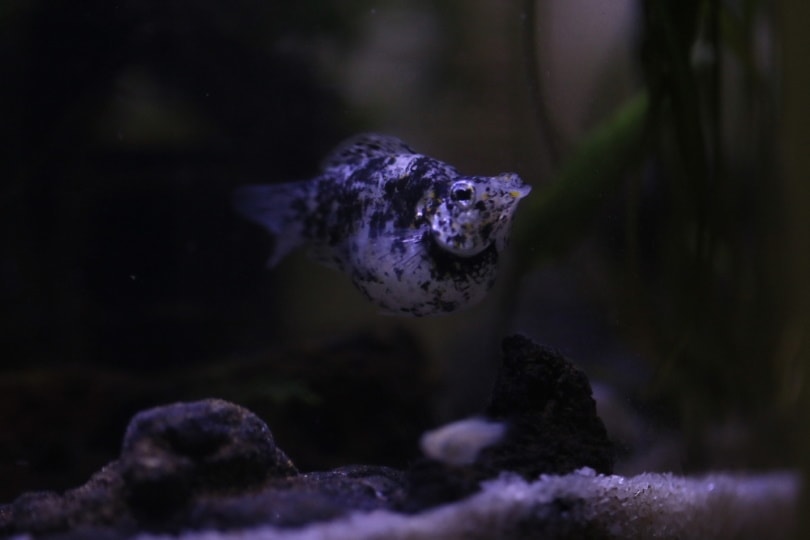 How Big Do Mollies Get? With Size & Growth Chart | Hepper Pet Resources