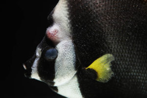 Velvet Fish Disease: Vet-Reviewed Causes, Signs & Treatment | Hepper ...