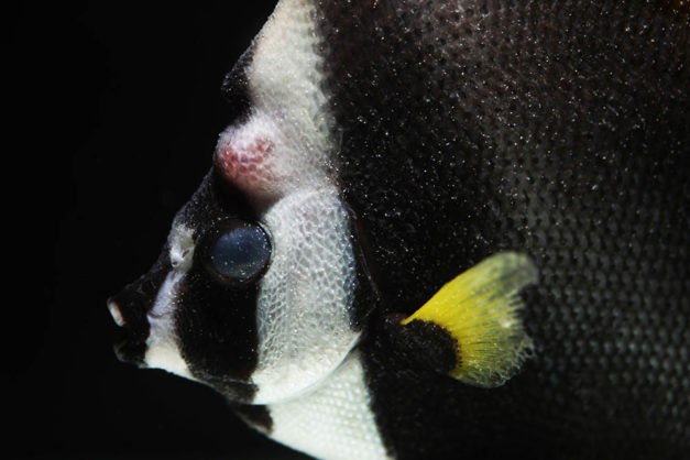 Velvet Fish Disease: Vet-Reviewed Causes, Signs & Treatment | Hepper ...