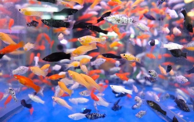 25 Most Popular Aquarium Fish in 2026 (With Pictures) | Hepper Pet ...