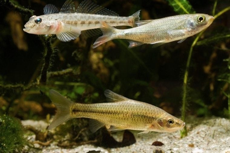 9 Freshwater Goby Species for Your Aquarium (With Info & Pictures ...