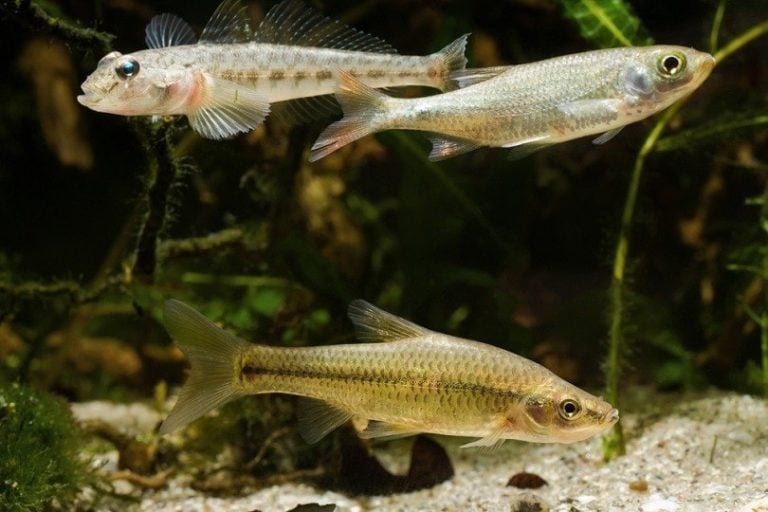 9 Freshwater Goby Species for Your Aquarium (With Info & Pictures ...