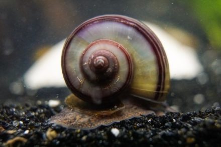 10 Types of Freshwater Aquarium Snails (With Info & Pictures) | Hepper ...