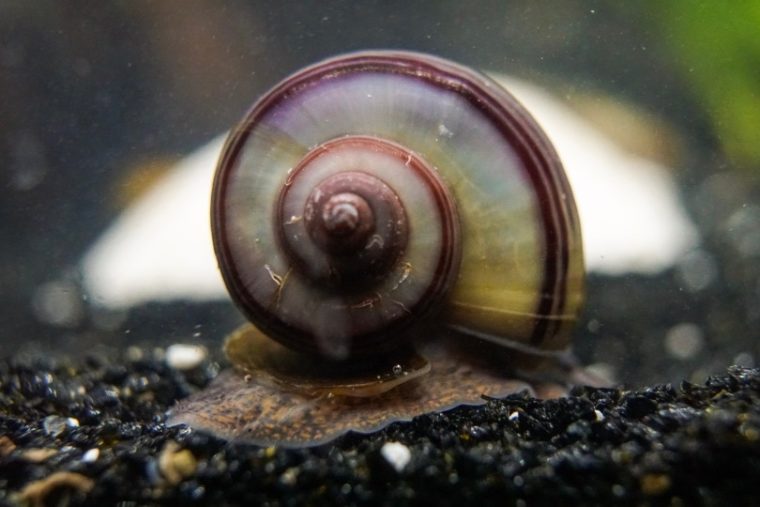 Mystery Snail Eggs: Hatching Tips, Characteristics & Care Guide (Vet ...