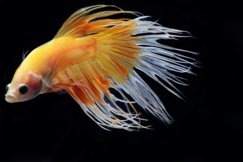 Yellow Betta Fish: Care Guide, Pictures, Varieties, Lifespan & More ...