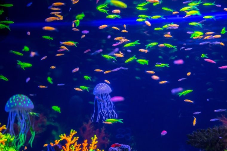 How Do Neon Fish Get Their Color? Most Common Reasons | Hepper Pet ...