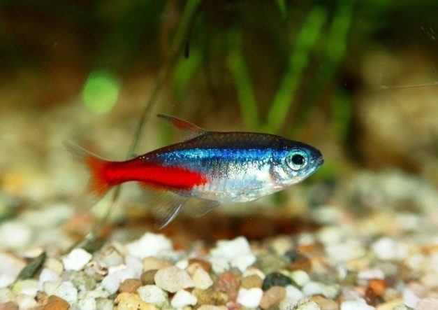 Neon Tetras: Care Guide, Varieties, Lifespan & More (Vet-Approved Info ...