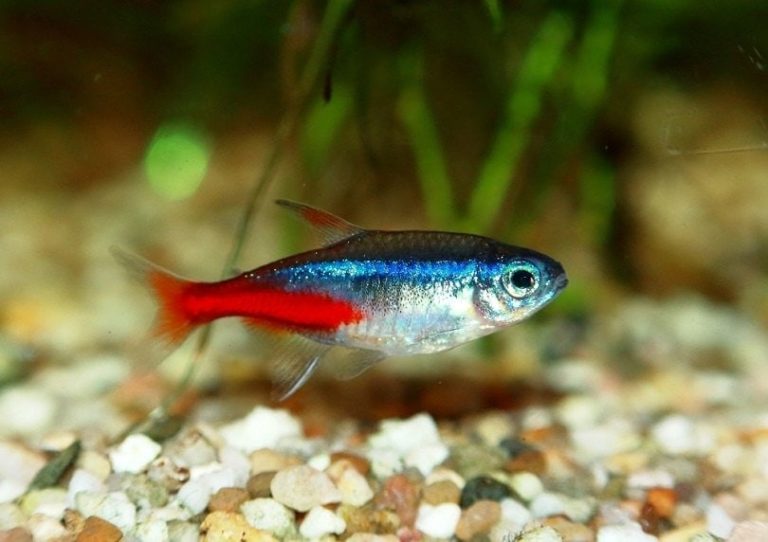 Neon Tetras: Care Guide, Varieties, Lifespan & More (Vet-Approved Info ...