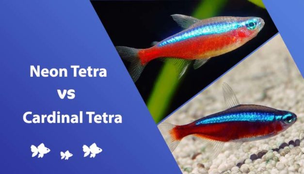 Cardinal Tetra vs Neon Tetra: Comparison, Facts & FAQs (Vet-Approved ...