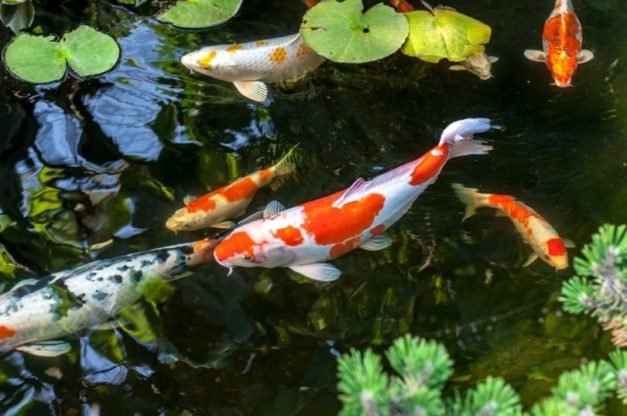 10 Most Expensive Koi Fish in the World (With Pictures) | Hepper Pet ...