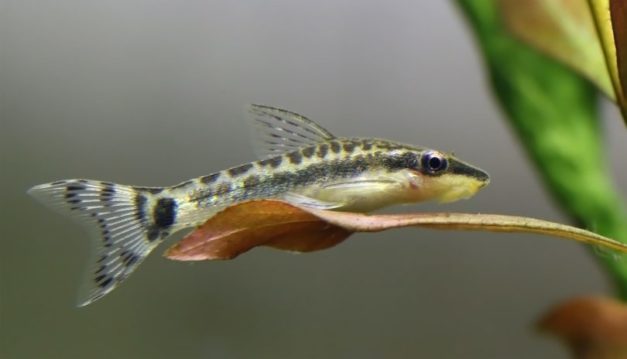 9 Best Algae Eater Fish to Help Keep Your Tank Clean (With Pictures ...