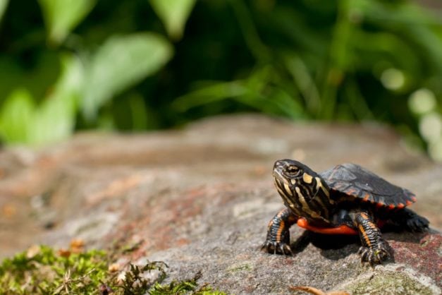 Painted Turtle Lifespan: Vet-Reviewed Lifespan, Care, & Life Stage Info ...