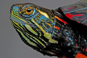 Can Turtles See Color? Vet-Approved Facts & FAQ | Hepper Pet Resources