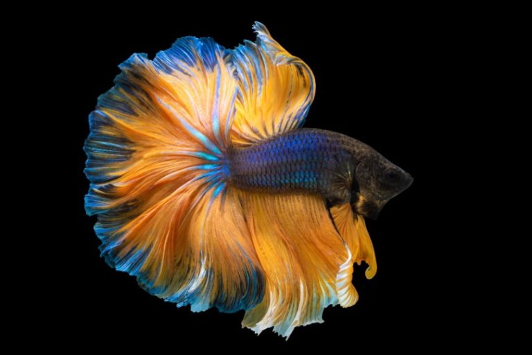 The History of Betta Fish: Origins & Landmark Moments | Hepper Pet ...