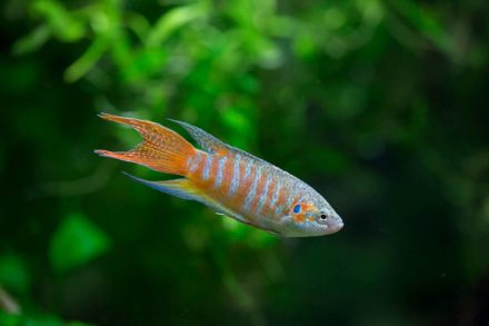 Can Fish Smell? Vet-Approved Facts & FAQ | Hepper Pet Resources
