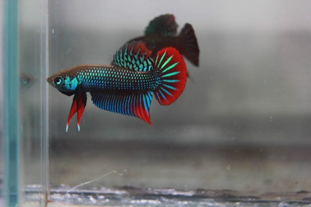 Betta Fish Supply List: 8 Essential Items You Need to Care for Your ...