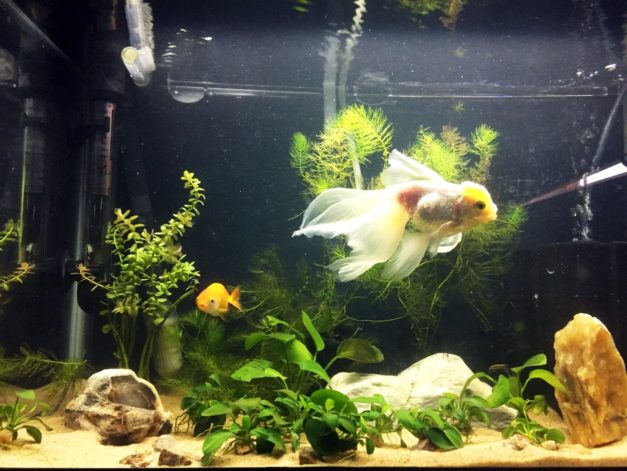 Goldfish Tank Size Guide: Vet-Approved Tips & Tricks | Hepper Pet Resources