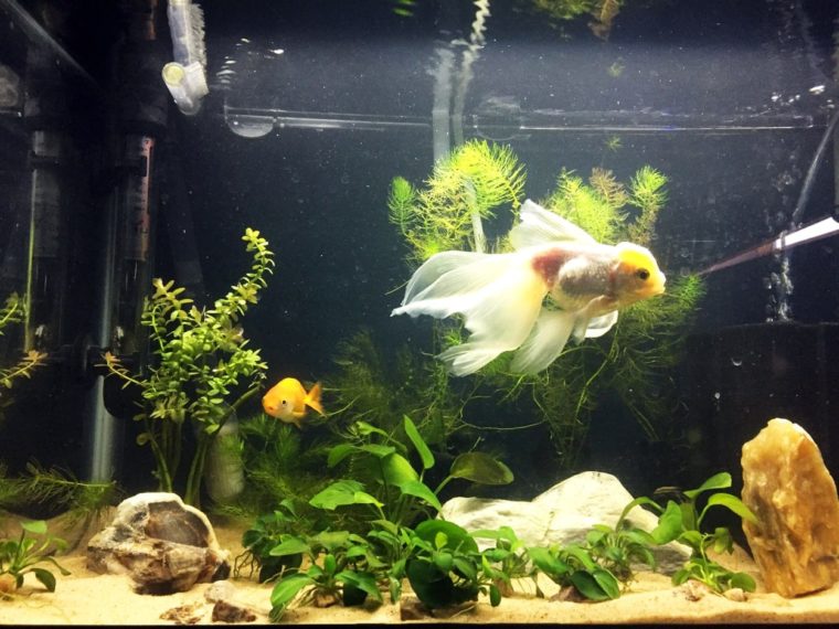 Goldfish Tank Size Guide: Vet-Approved Tips & Tricks | Hepper Pet Resources