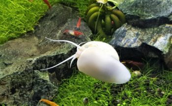 Blue Mystery Snail: Care Guide + Where to Buy (Pomacea Diffusa) (with ...