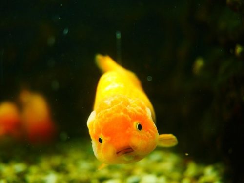 18 Rare & Expensive Goldfish (With Pictures) | Hepper Pet Resources