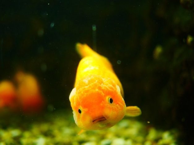 18 Rare & Expensive Goldfish (With Pictures) | Hepper Pet Resources