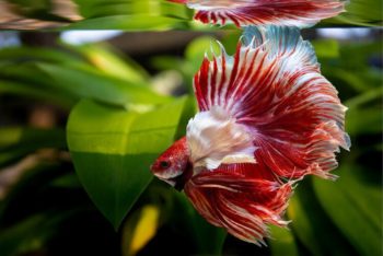 Do Betta Fish Have Teeth & Eyelids? The Surprising Answer | Hepper Pet ...