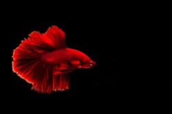 Red Betta Fish: Care Guide, Pictures, Varieties, Lifespan & More ...