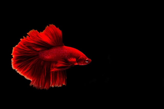 Red Betta Fish: Care Guide, Pictures, Varieties, Lifespan & More ...