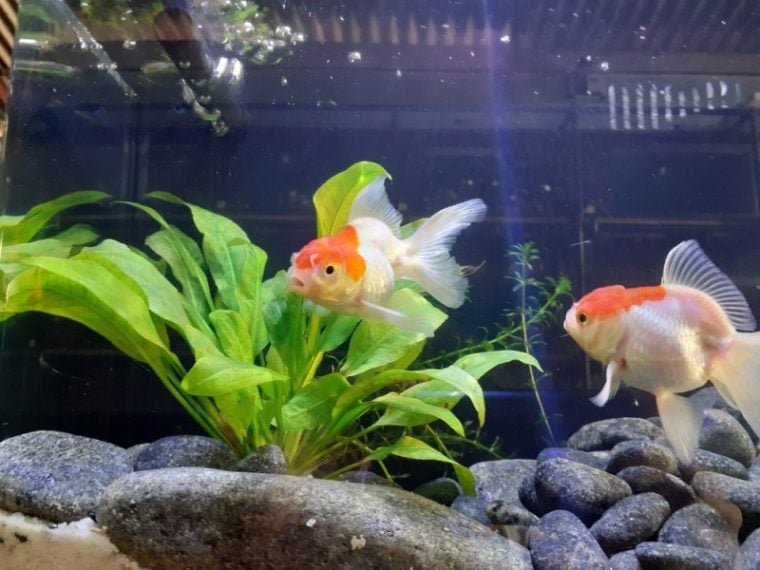 15 Low-Maintenance Freshwater Fish for Beginners (With Pictures ...