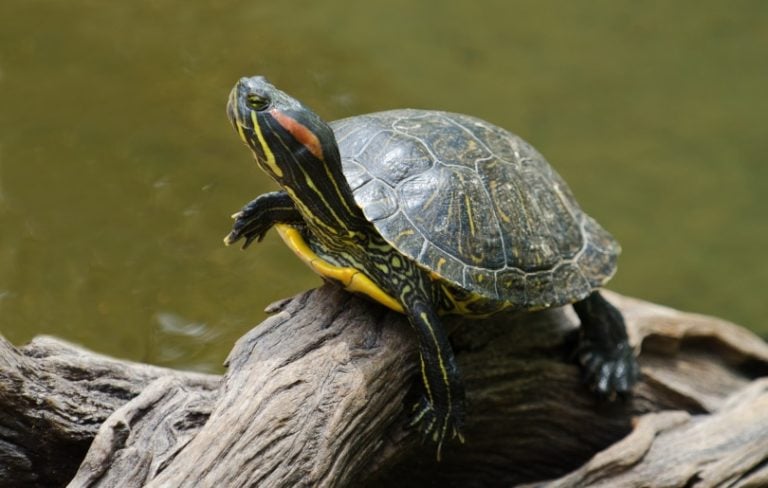 Red-Eared Slider Turtle: Pictures, Facts, Diet & Care Guide | Hepper ...