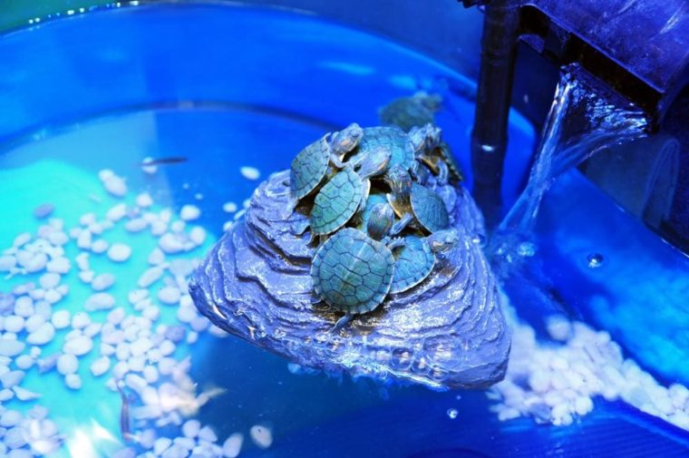 Red-Eared Slider Turtle: Pictures, Facts, Diet & Care Guide | Hepper ...