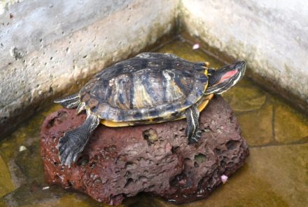 How Big Do Red Eared Slider Turtles Get? Average Size & Growth Chart ...